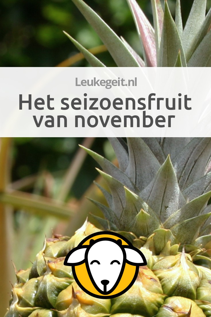 Seizoensfruit november - overzicht van het seizoensfruit