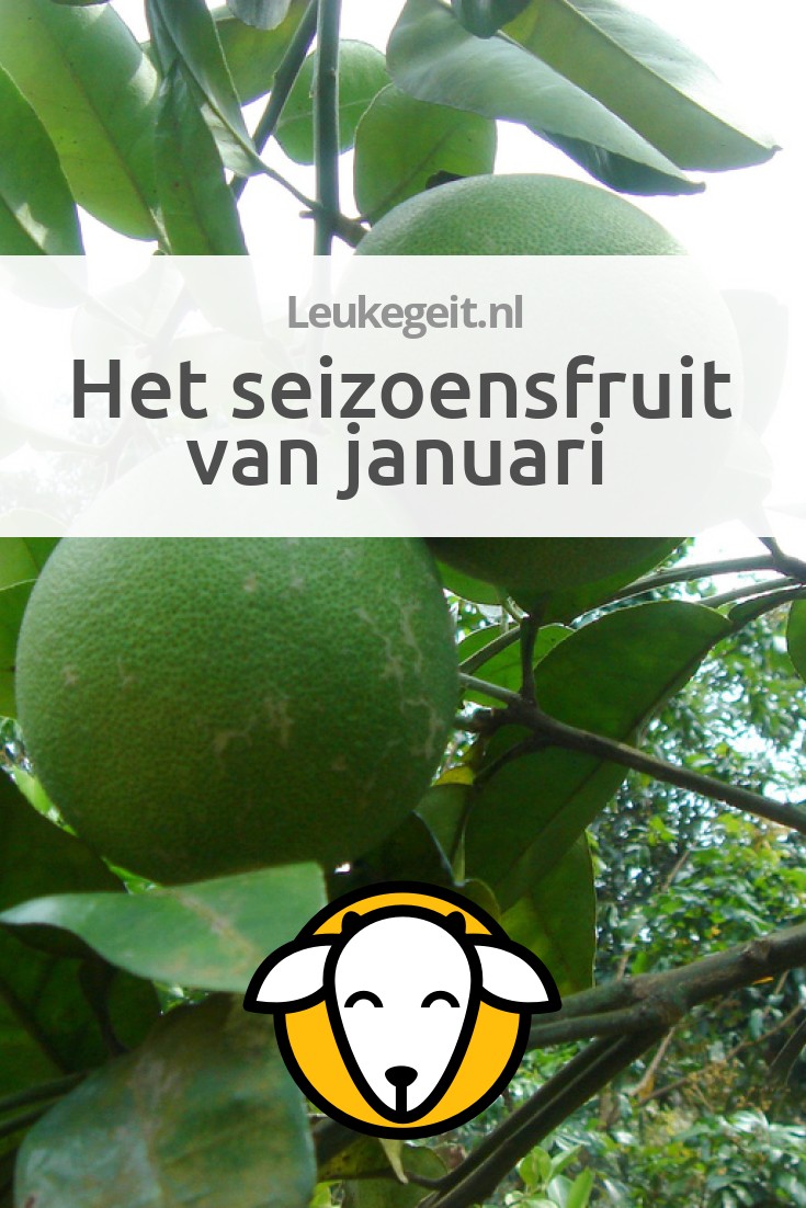 Seizoensfruit januari - overzicht van het seizoensfruit