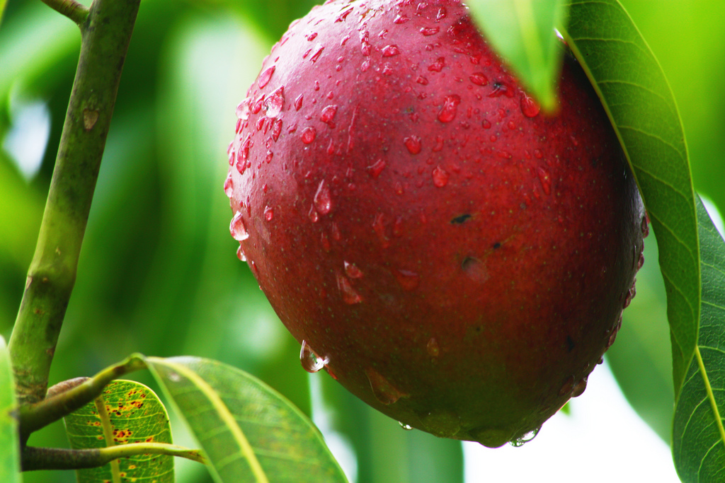 Seizoensfruit april - overzicht van het seizoensfruit